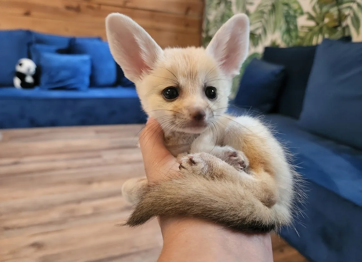 Fennek Fuchs Kaufen - Exotische Pets Deutschland